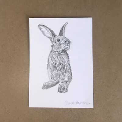 Baby Bunny Drawing | Wildlife Inspired Gifts by Cherith Harrison